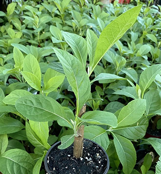 Onome Herbal | African bitter leaf